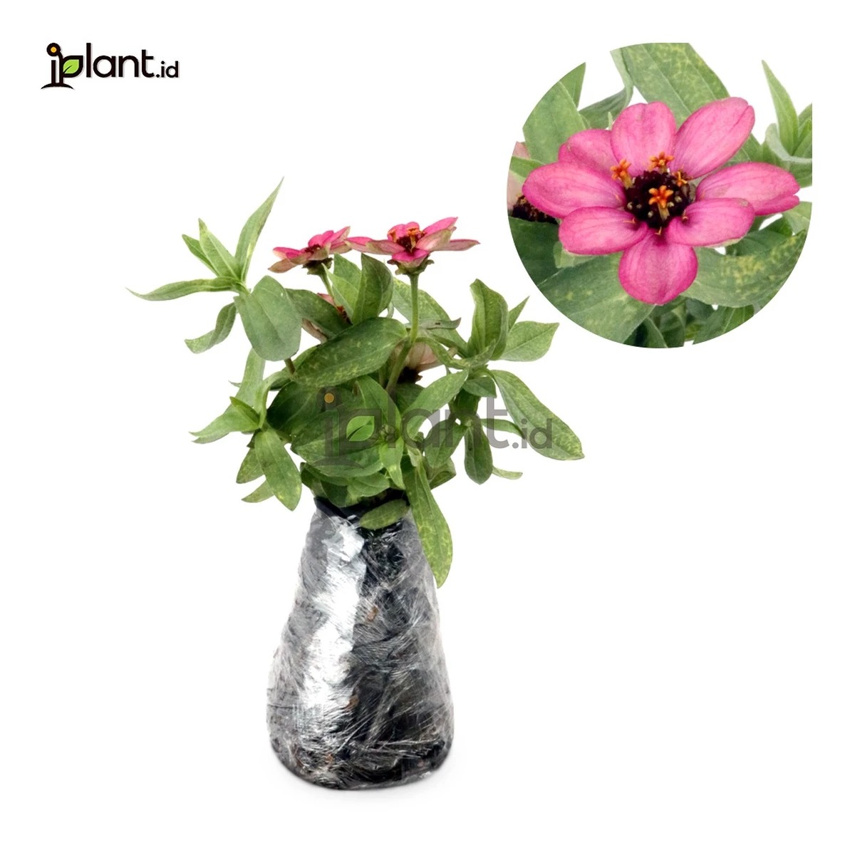 Zinnia (Bunga Kertas) Mini Pink