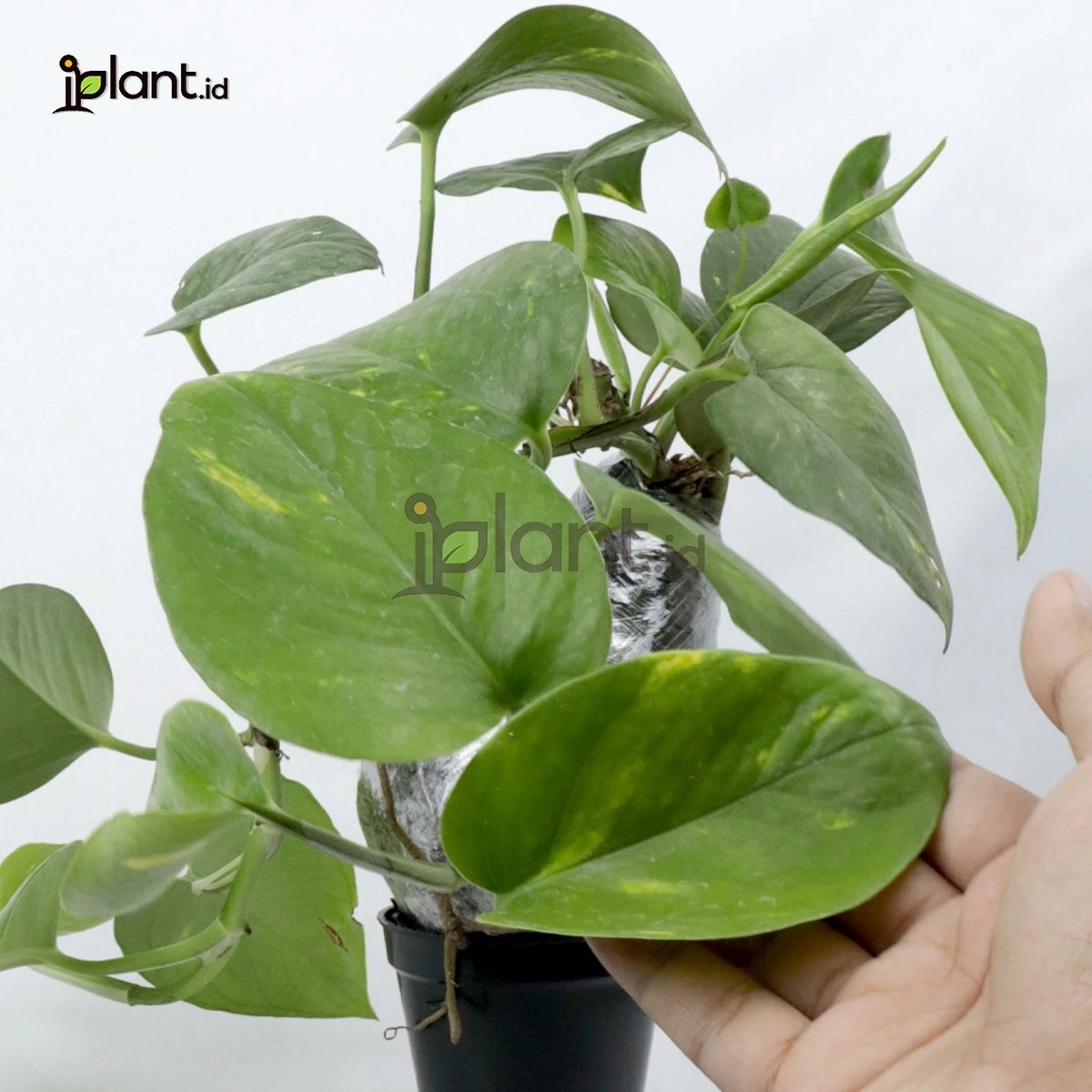 Sirih Belanda Kuning