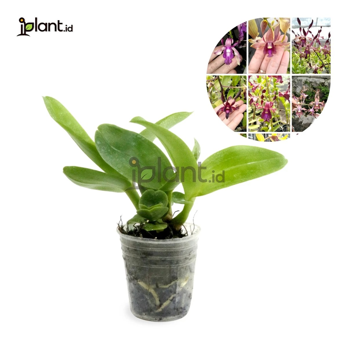 Anggrek Seedling Dendrobium Hybrida