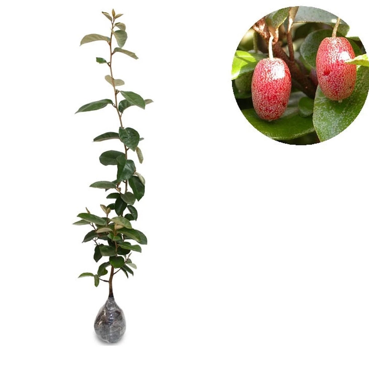 Silver Berry