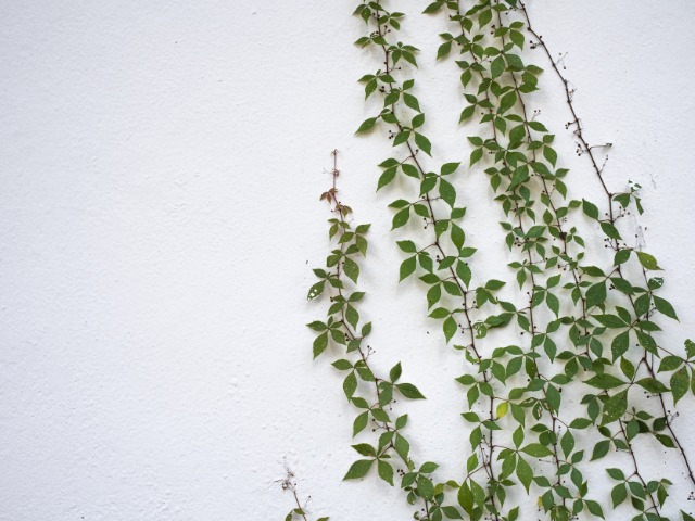 Rekomendasi Tanaman Rambat