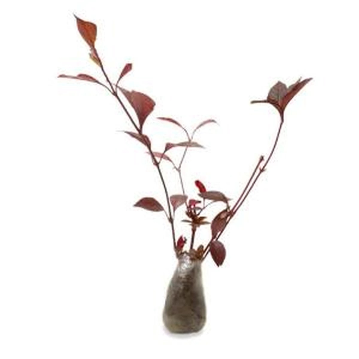 Sambang Colok (Herbal)