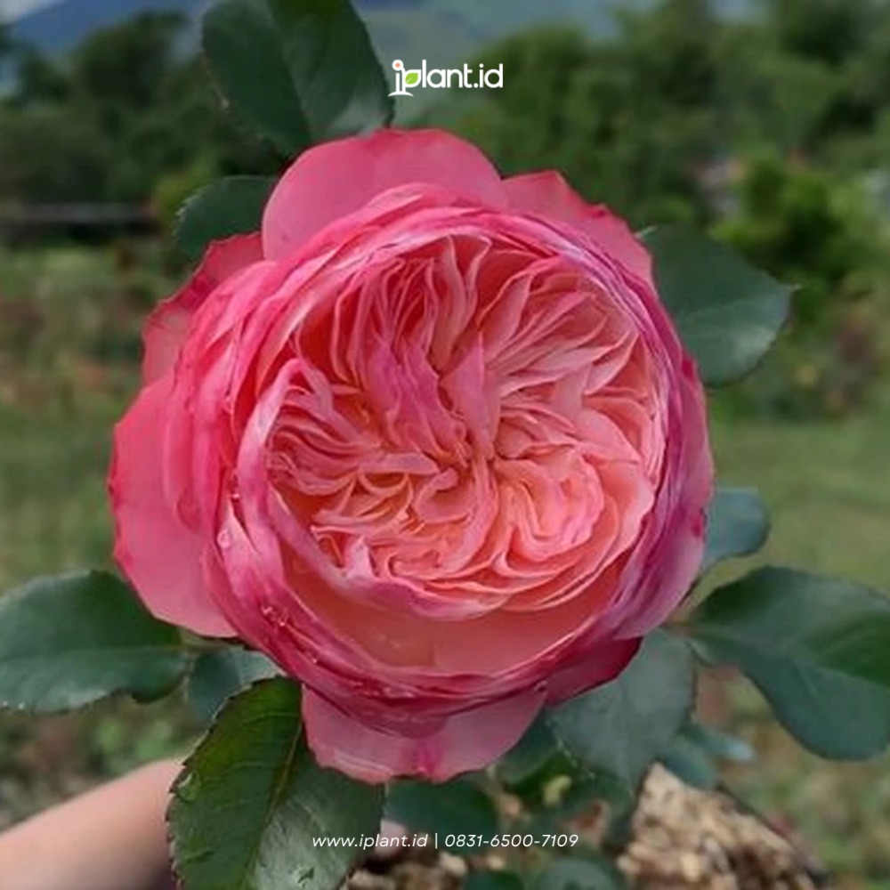 Mawar Impor Marry Ann