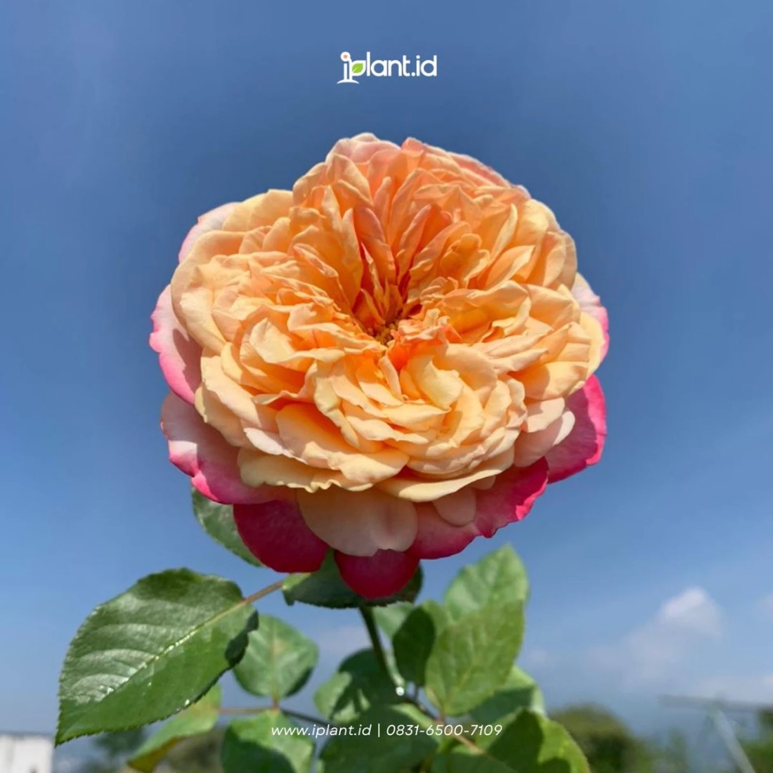 Mawar Impor Kordes Jubilee