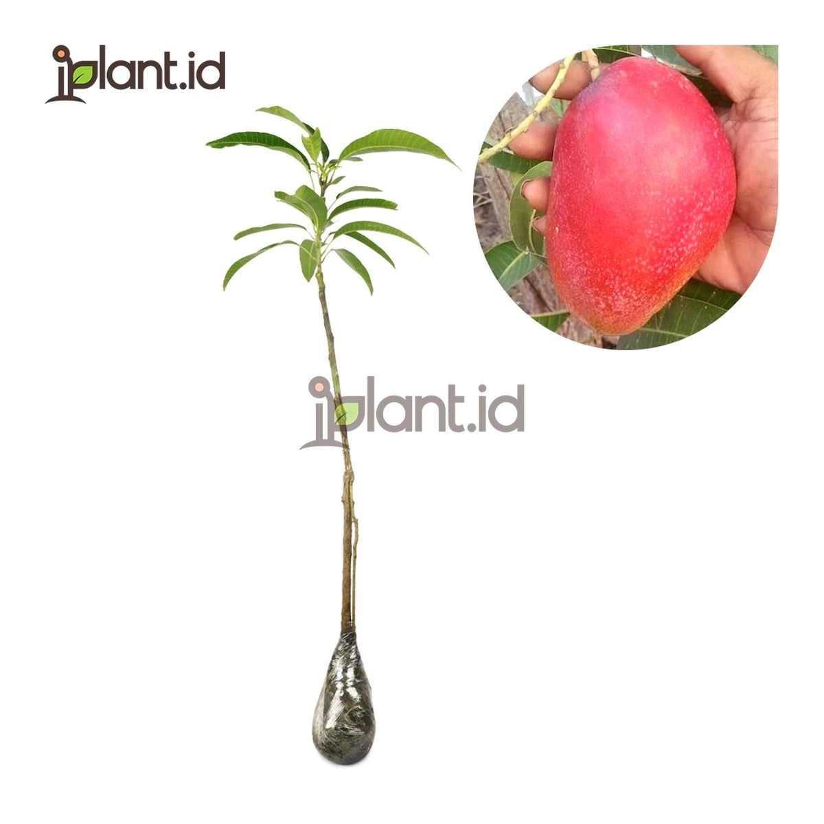 Mangga Garifta Merah
