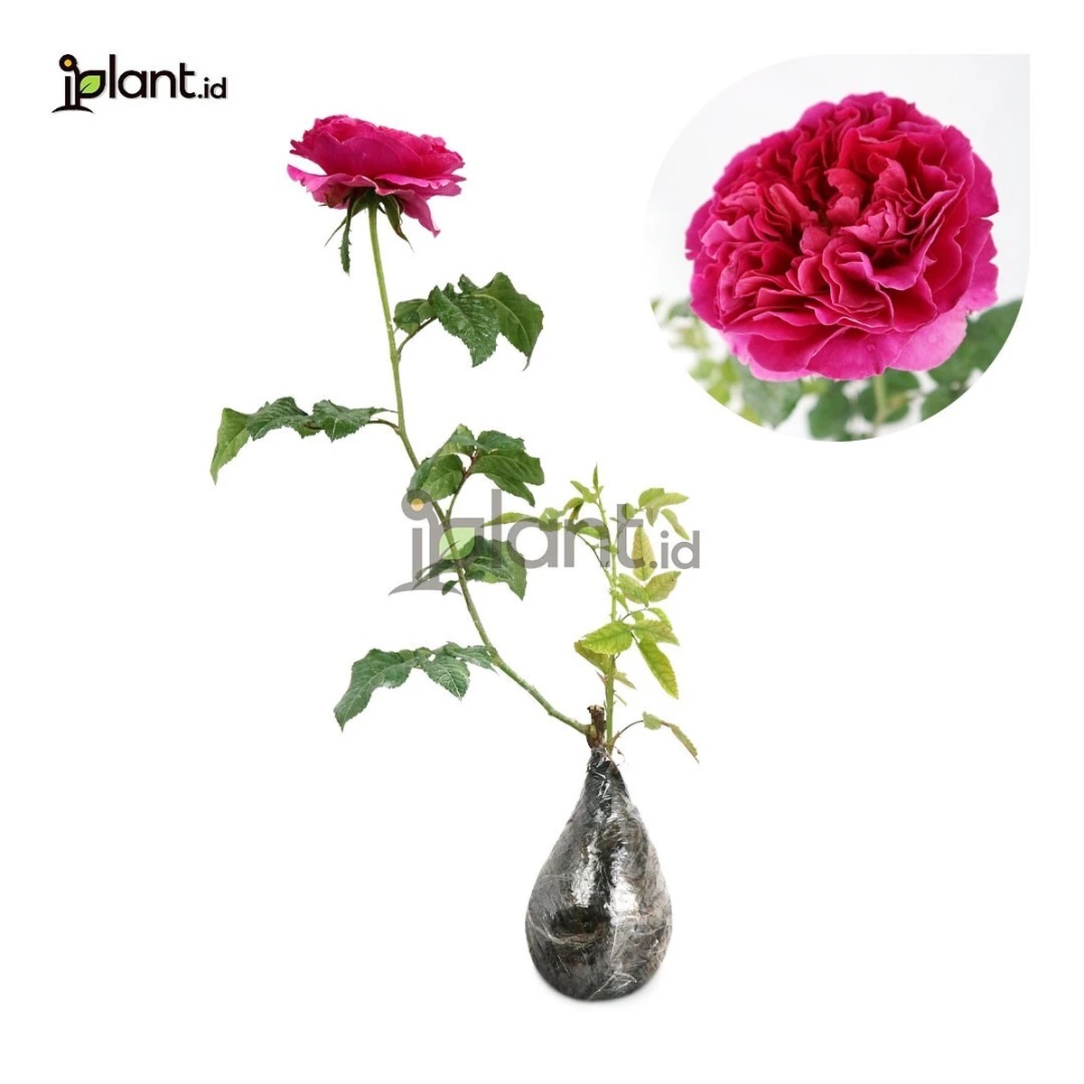 Mawar Impor English Rose/Kate