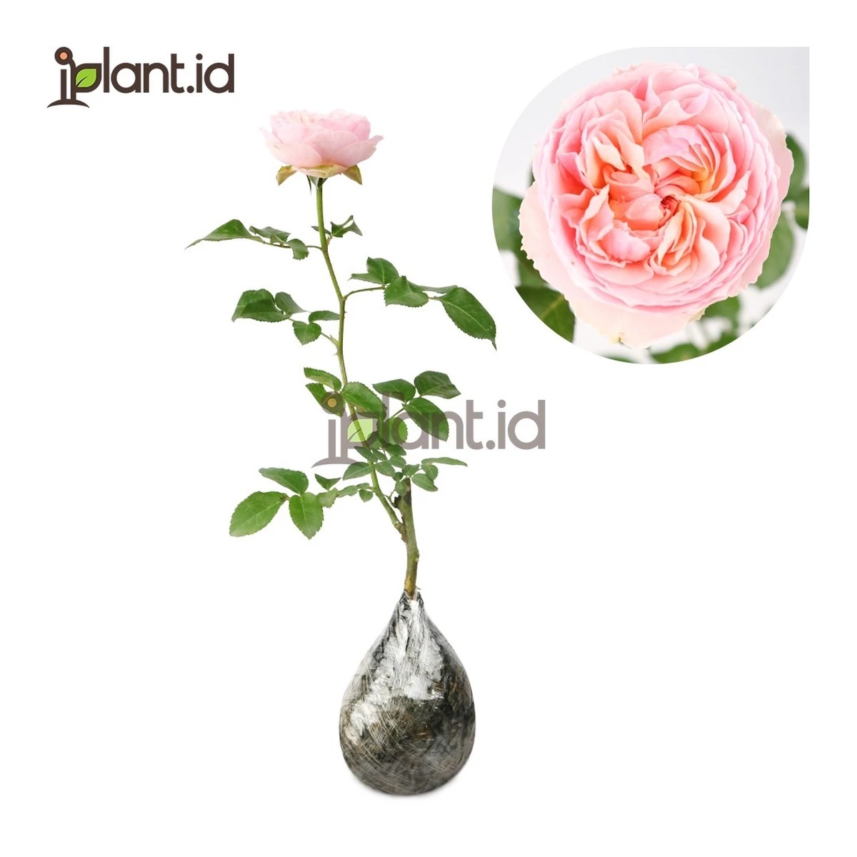 Mawar Impor Charming Piano