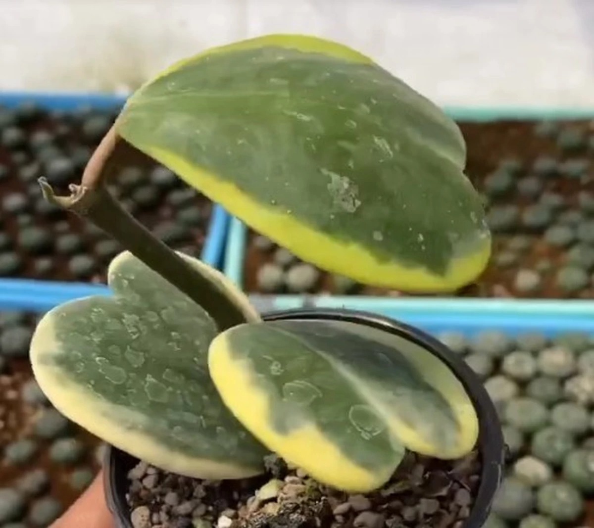 Love Hoya Variegata 3 Daun