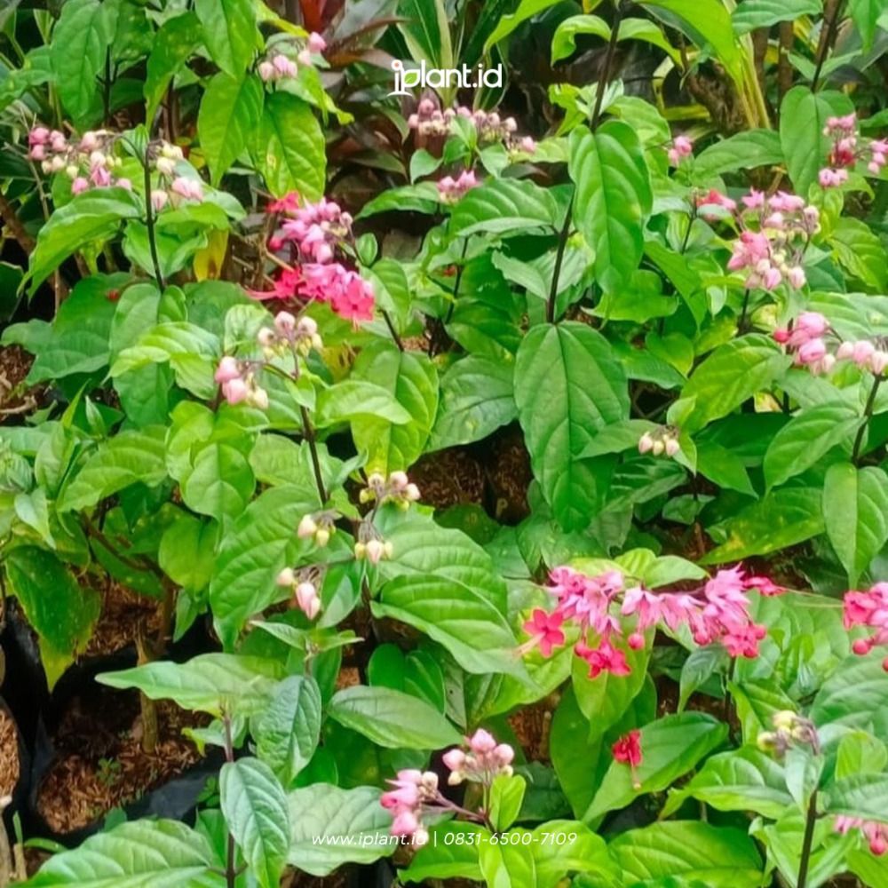 Nona Makan Sirih Merah (Medium)