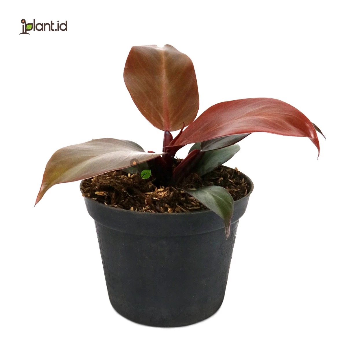 Philo Black Cardinal