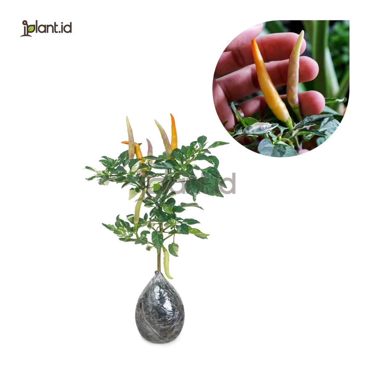 Cabai Pelangi Variegata