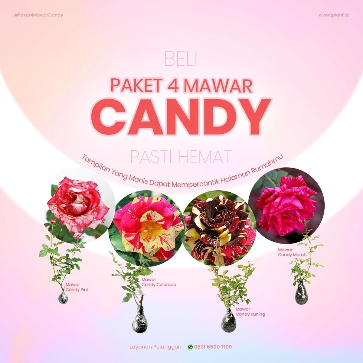 Paket 4 Mawar Candy