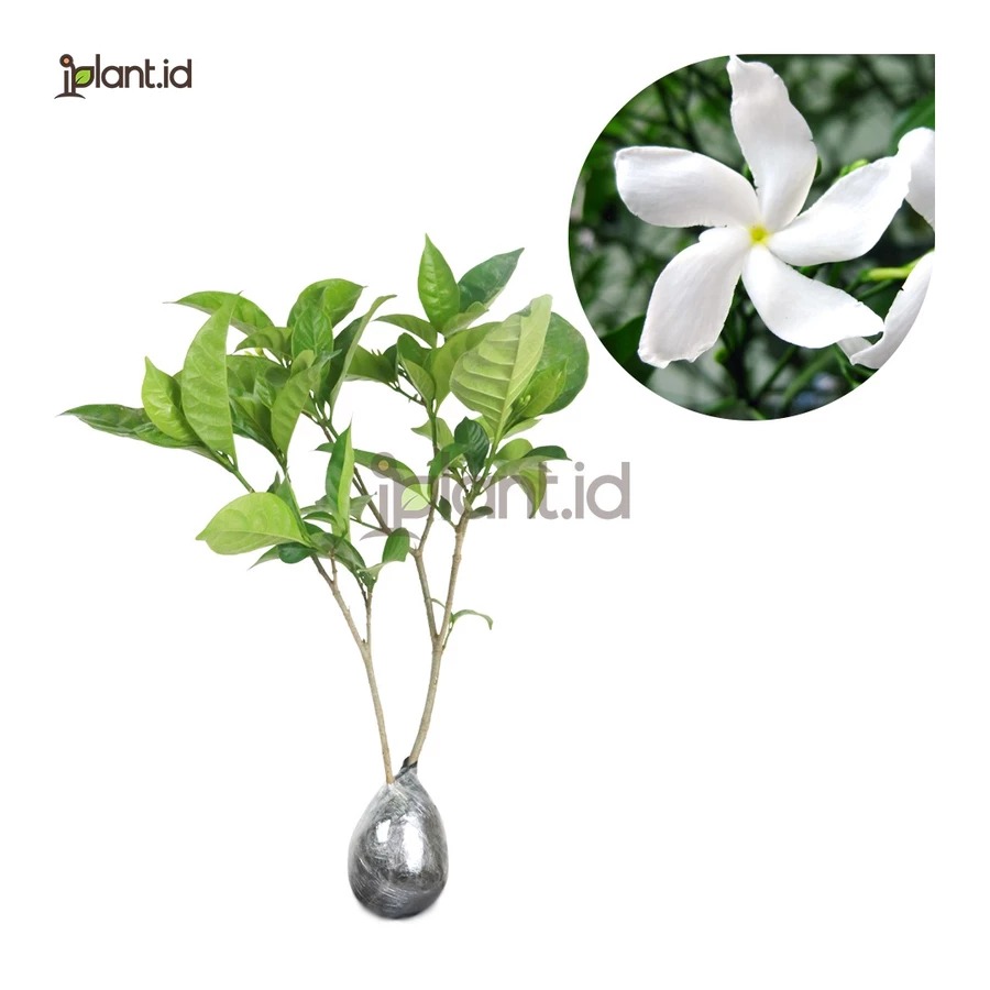 Mandakaki (Mondokaki)