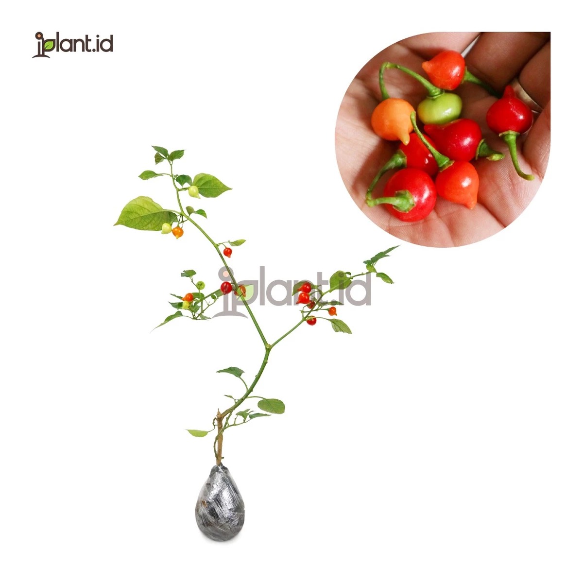 Cabe Bulat - Red Chupetino