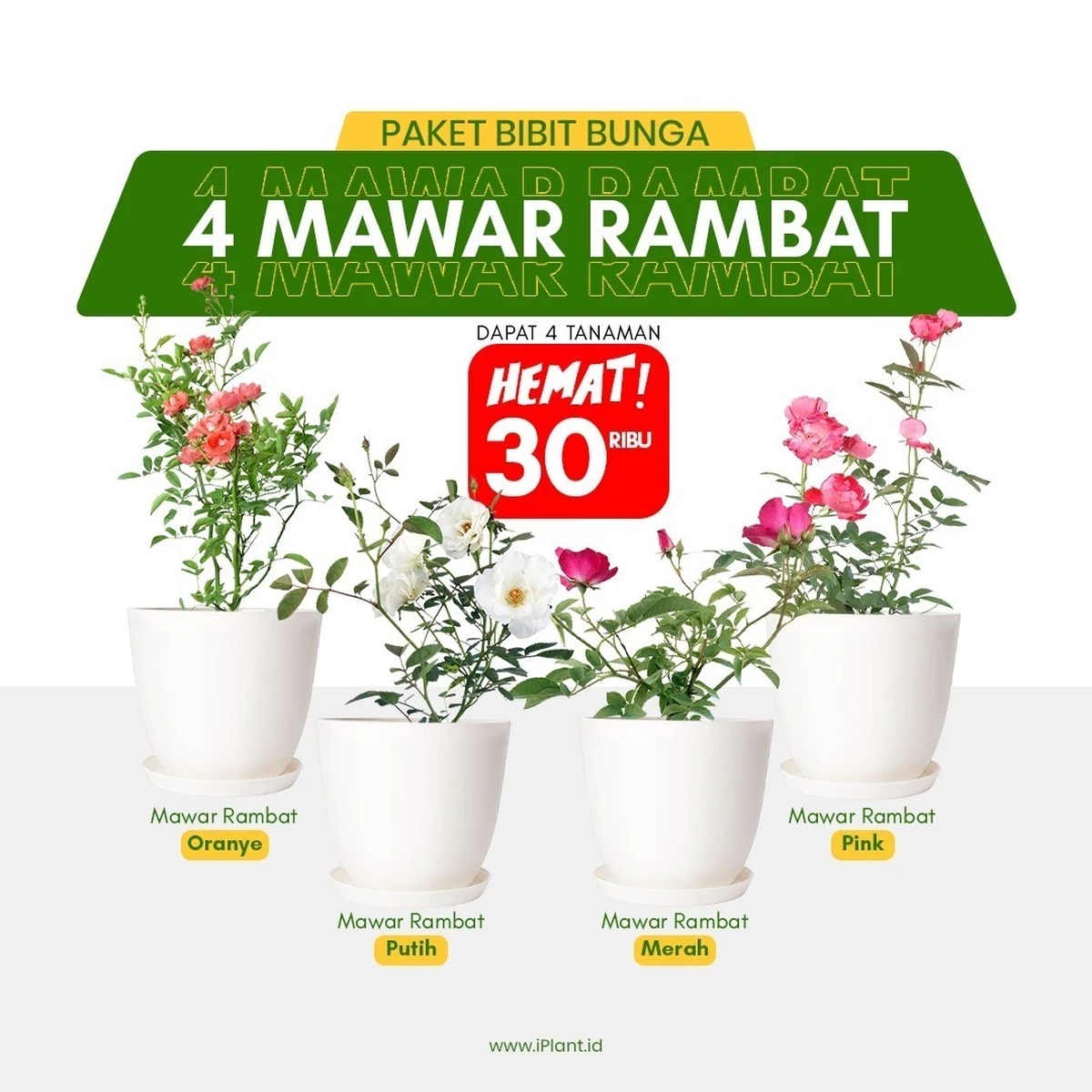 Paket 4 Mawar Rambat