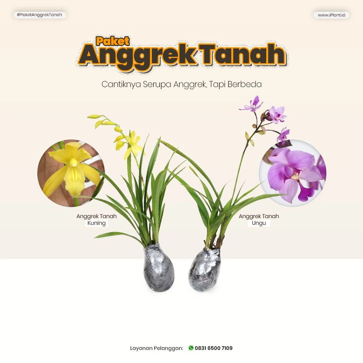 Paket Anggrek Tanah