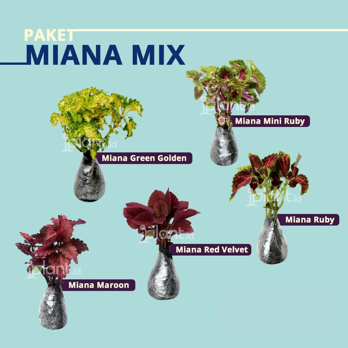 Paket 5 Miana Mix