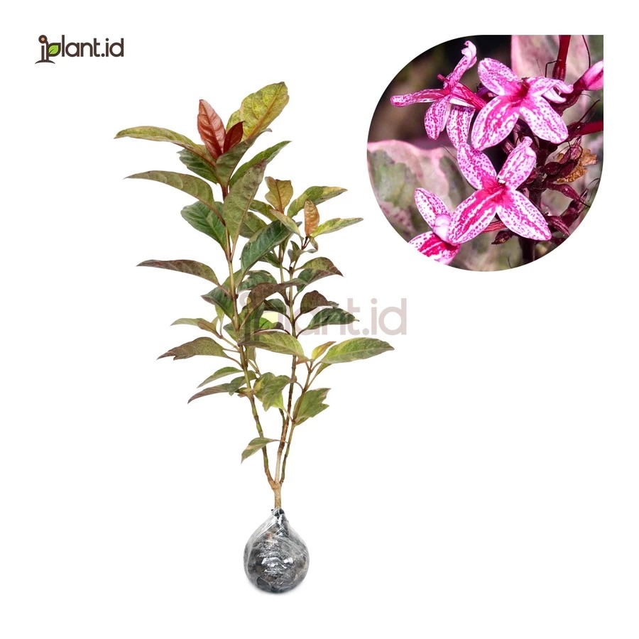 Melati Jepang Merah Variegata