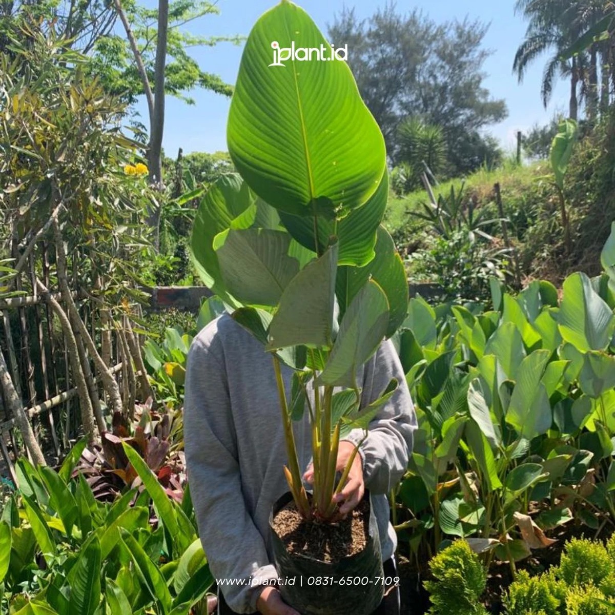 Calathea Pisang (Medium)