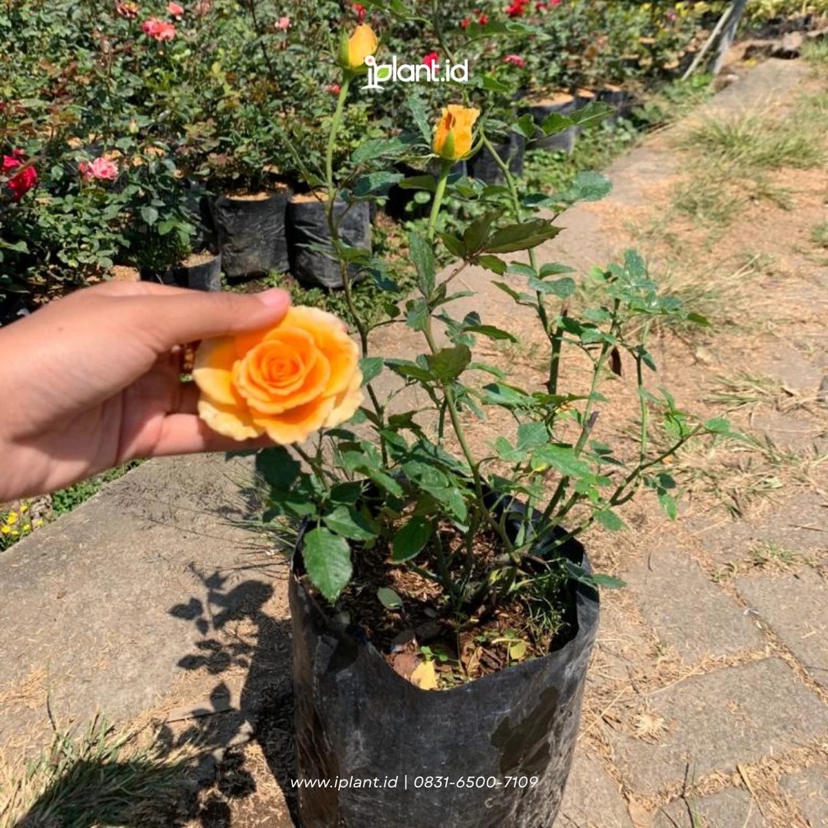 Mawar Orange (Medium)