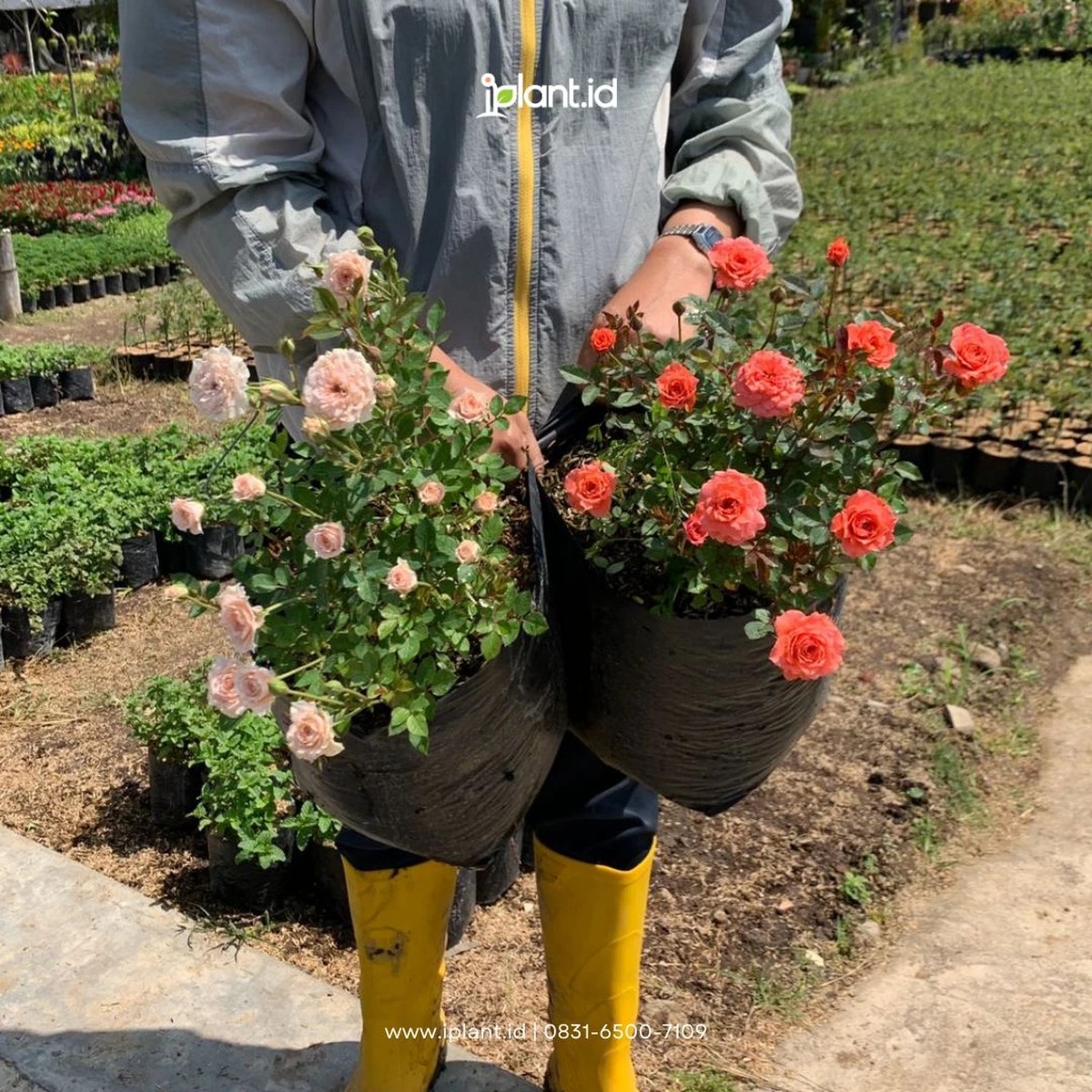 Paket 2 Minion (Medium)