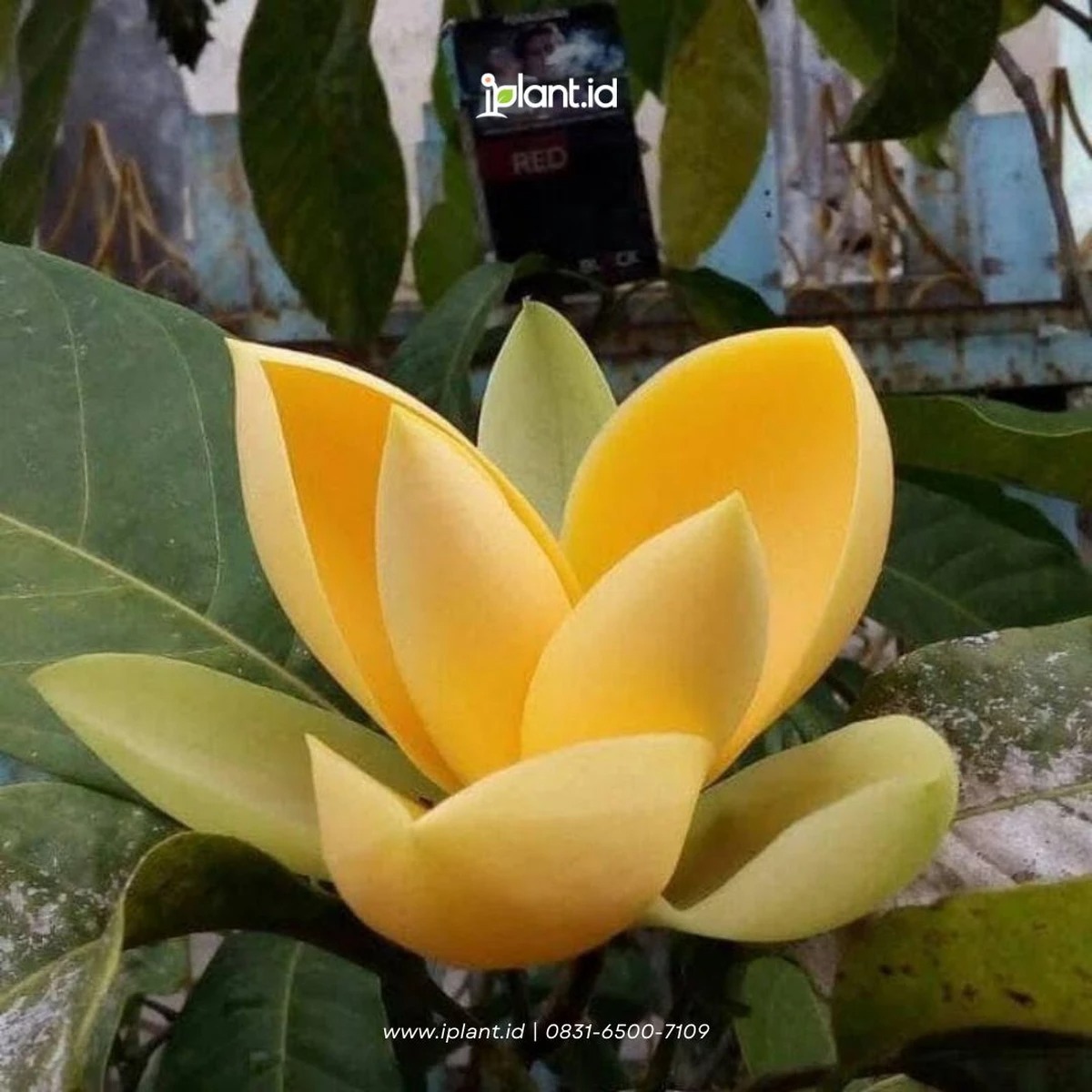 Cempaka Gondok Kuning (Medium)