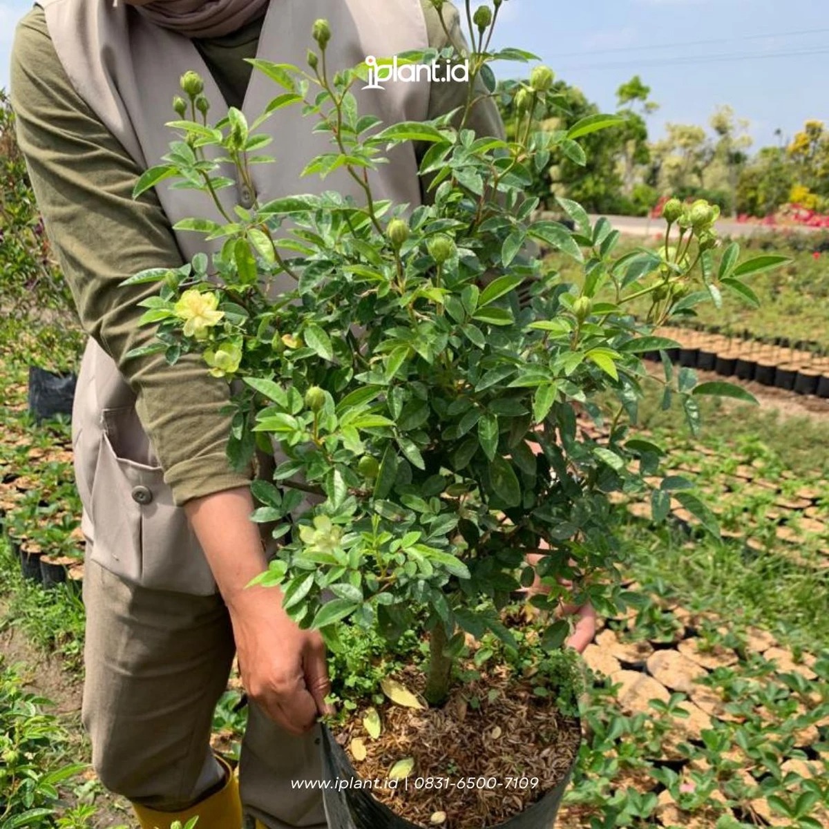 Mini Tree Green Eclair (Medium)