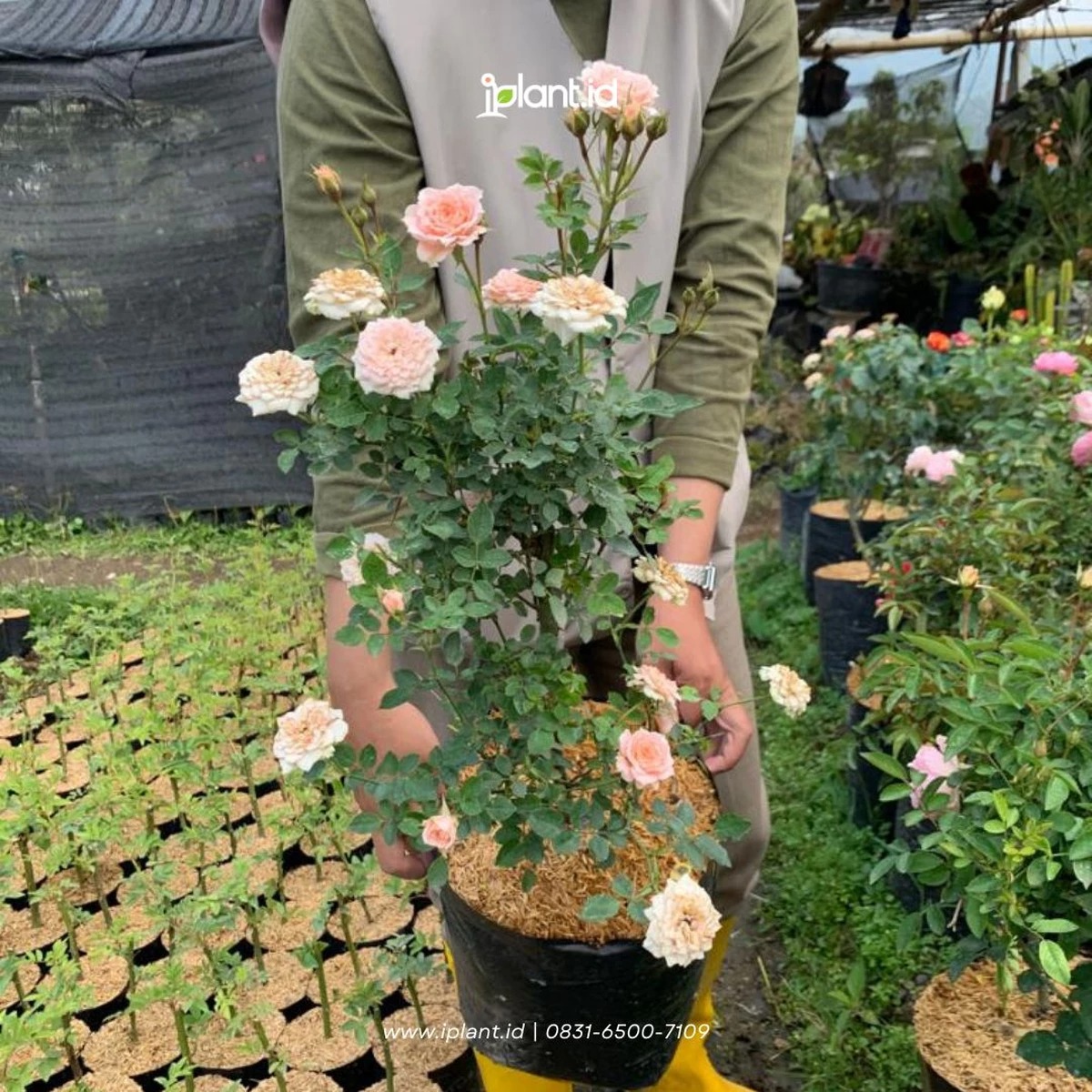 Mini Tree Rose White Minion