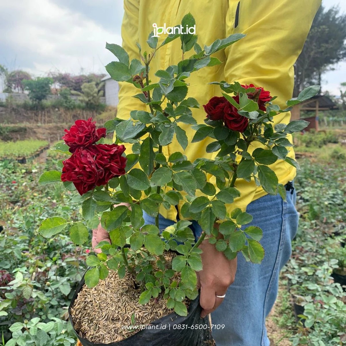 Mawar Jepang Merah Jumbo