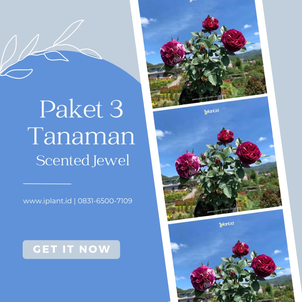 Paket 3 Mawar Scented Jewel