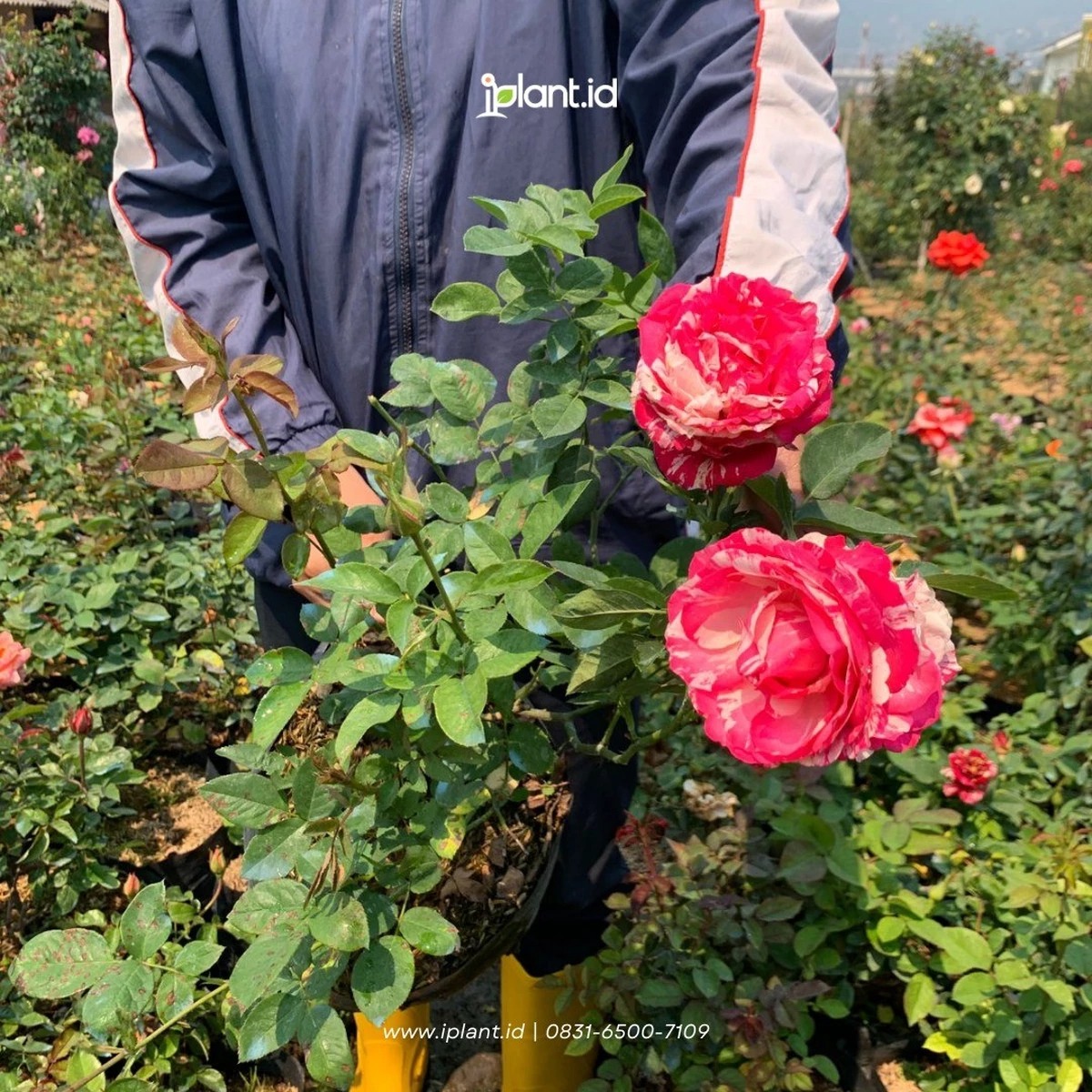 Mawar Candy Pink (Medium)