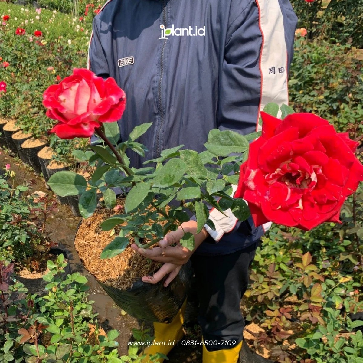 Mawar Red Vanila (Medium)