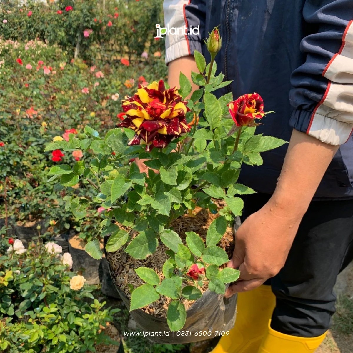 Mawar Candy Kuning (Medium)