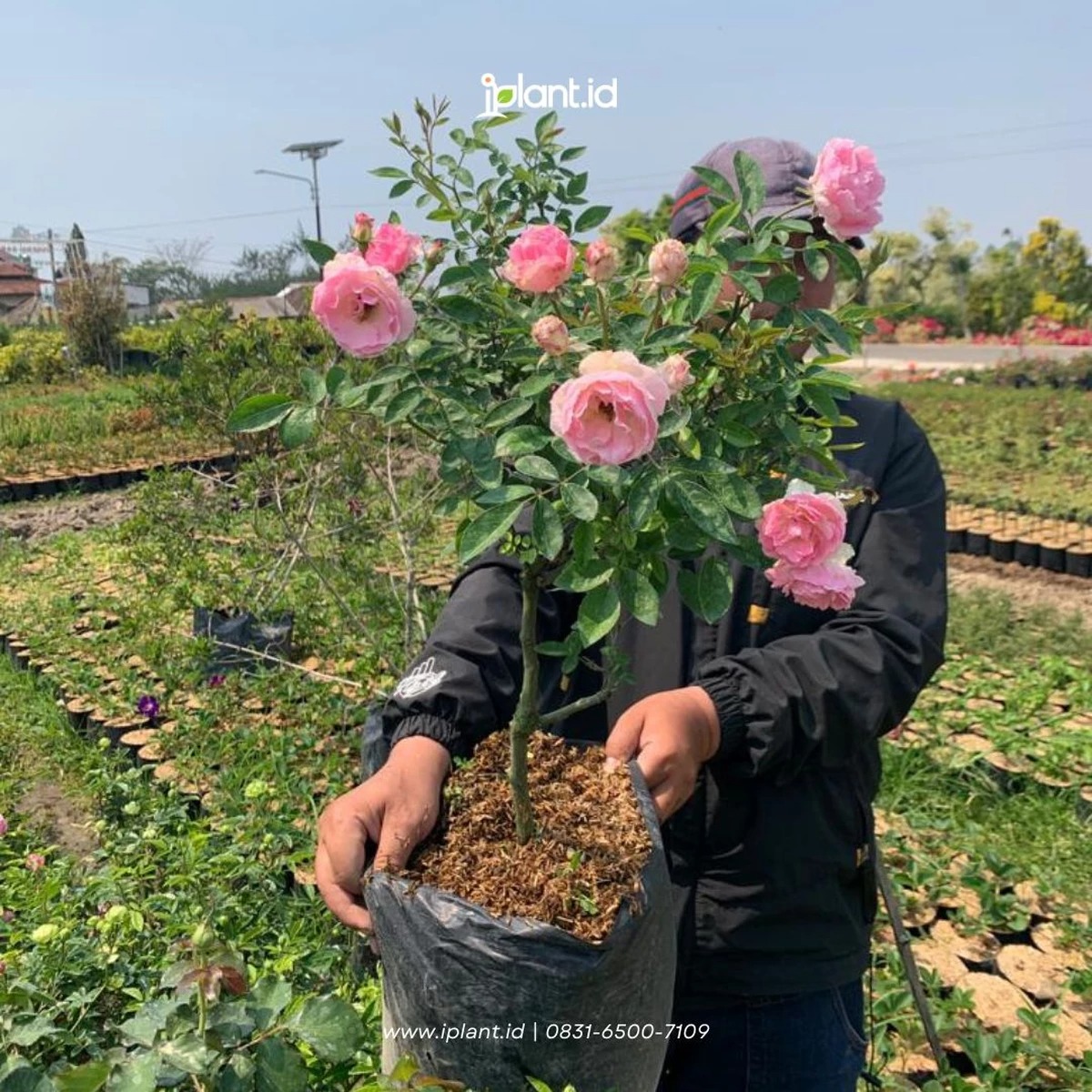 Mini Tree Baby Pink Popstar