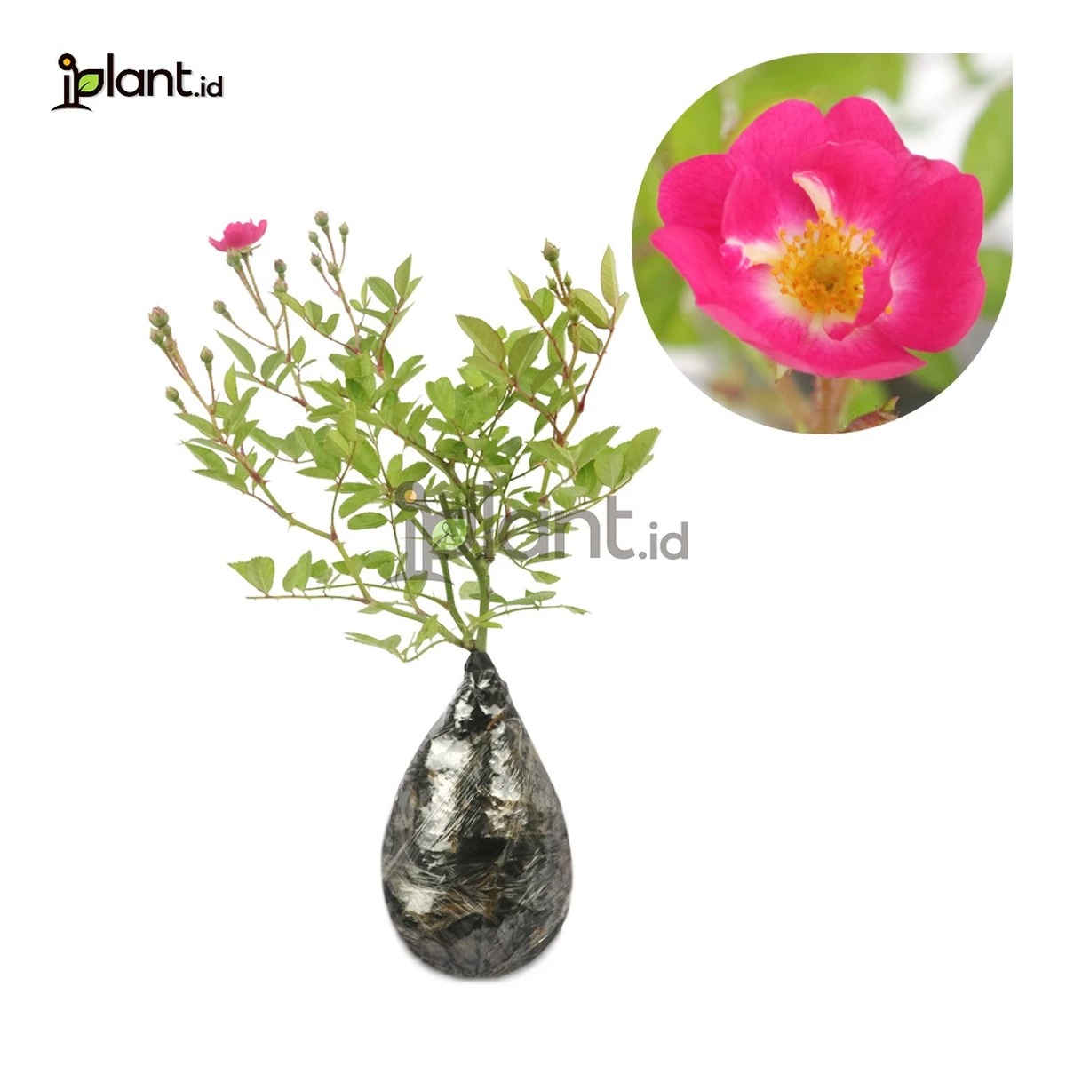 Mawar Rambat Mini Pink