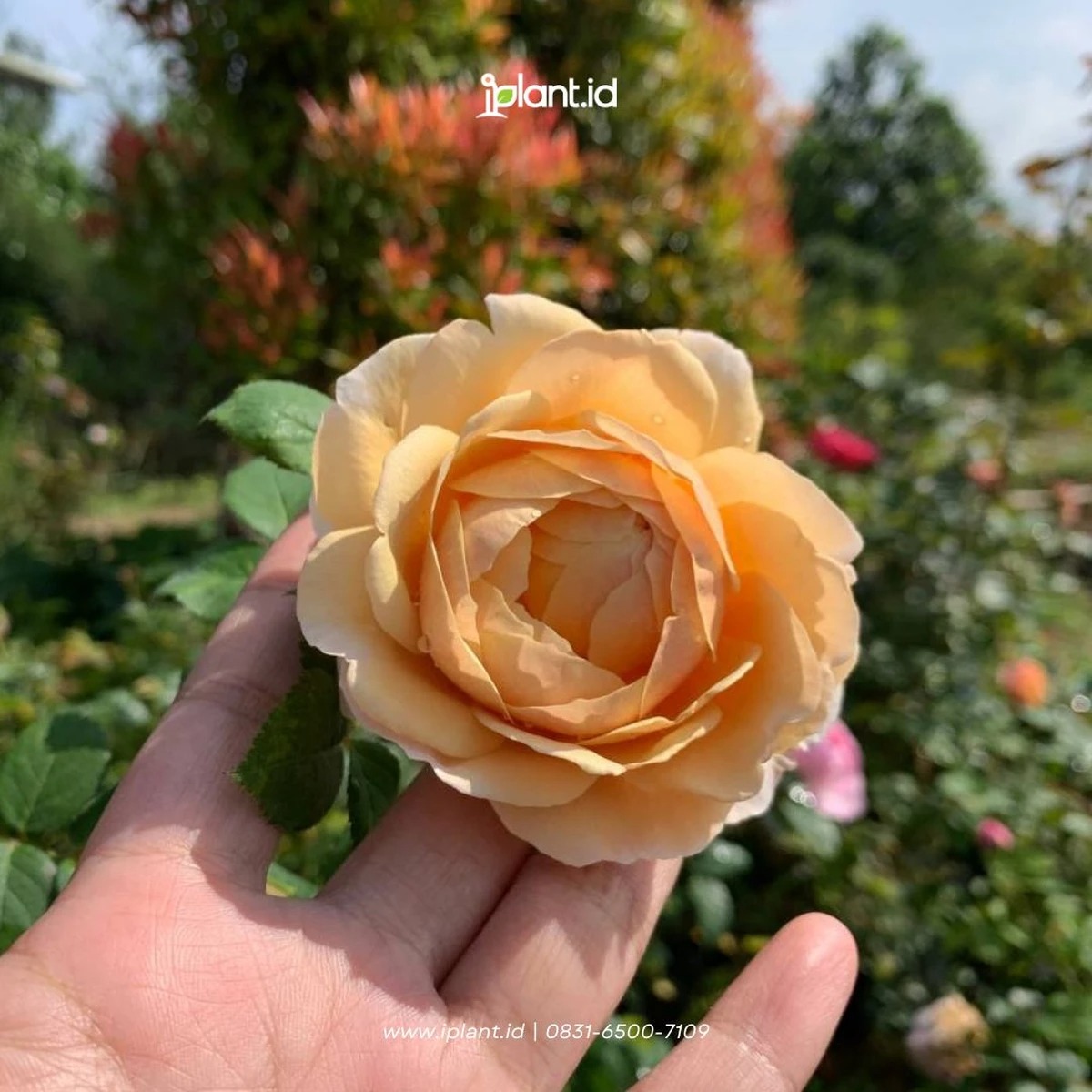 Mawar Import Charles Darwin