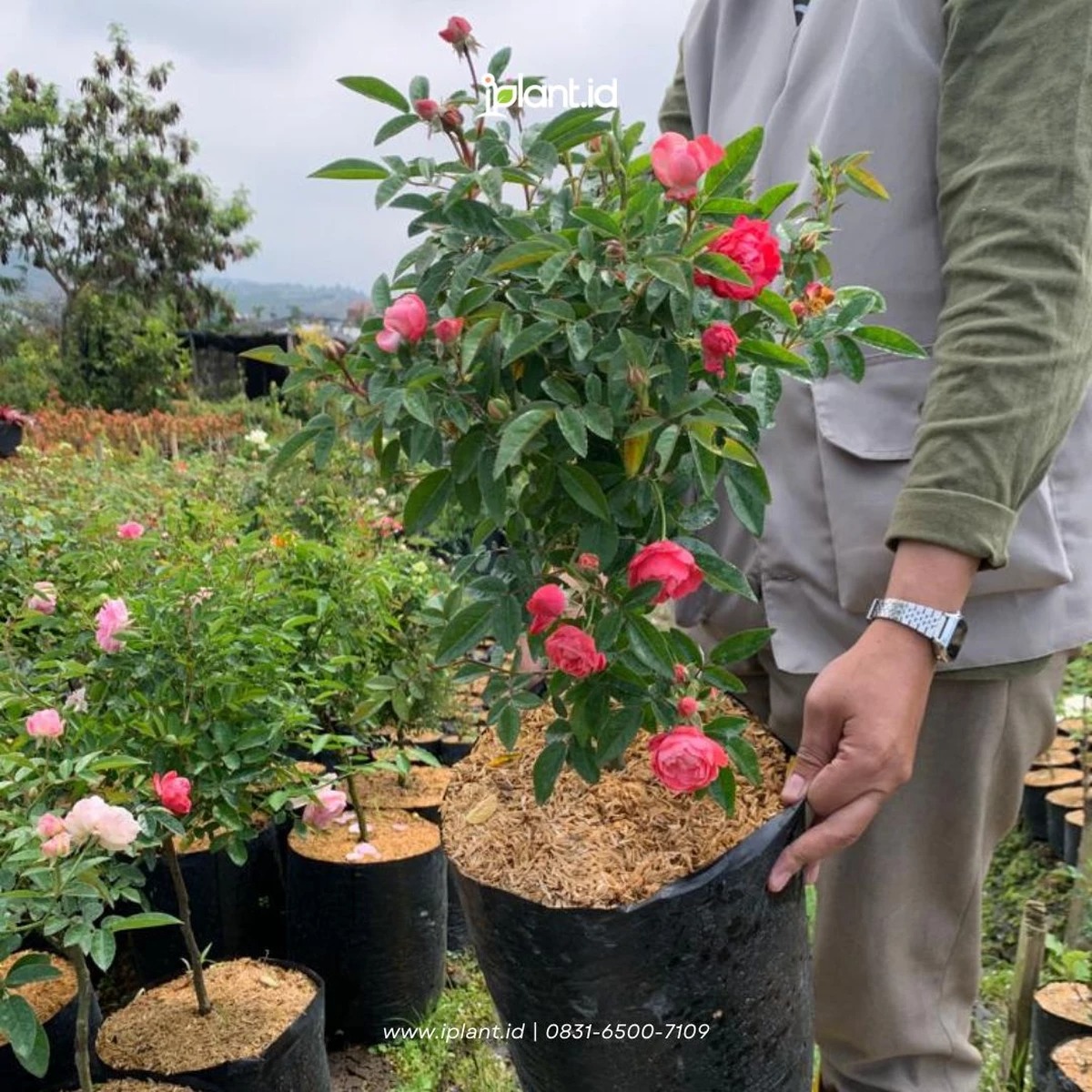 Mini Tree Rose Pink Popstar