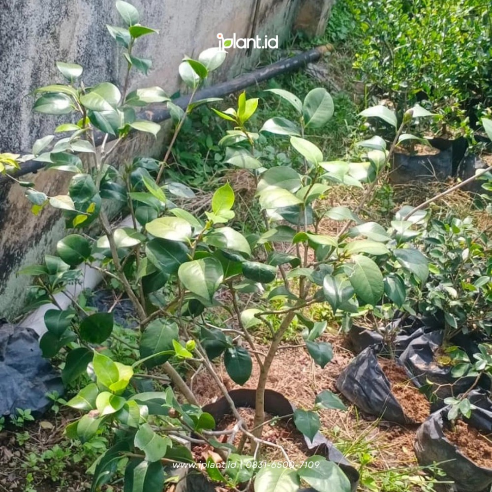 Camelia Merah (Medium)