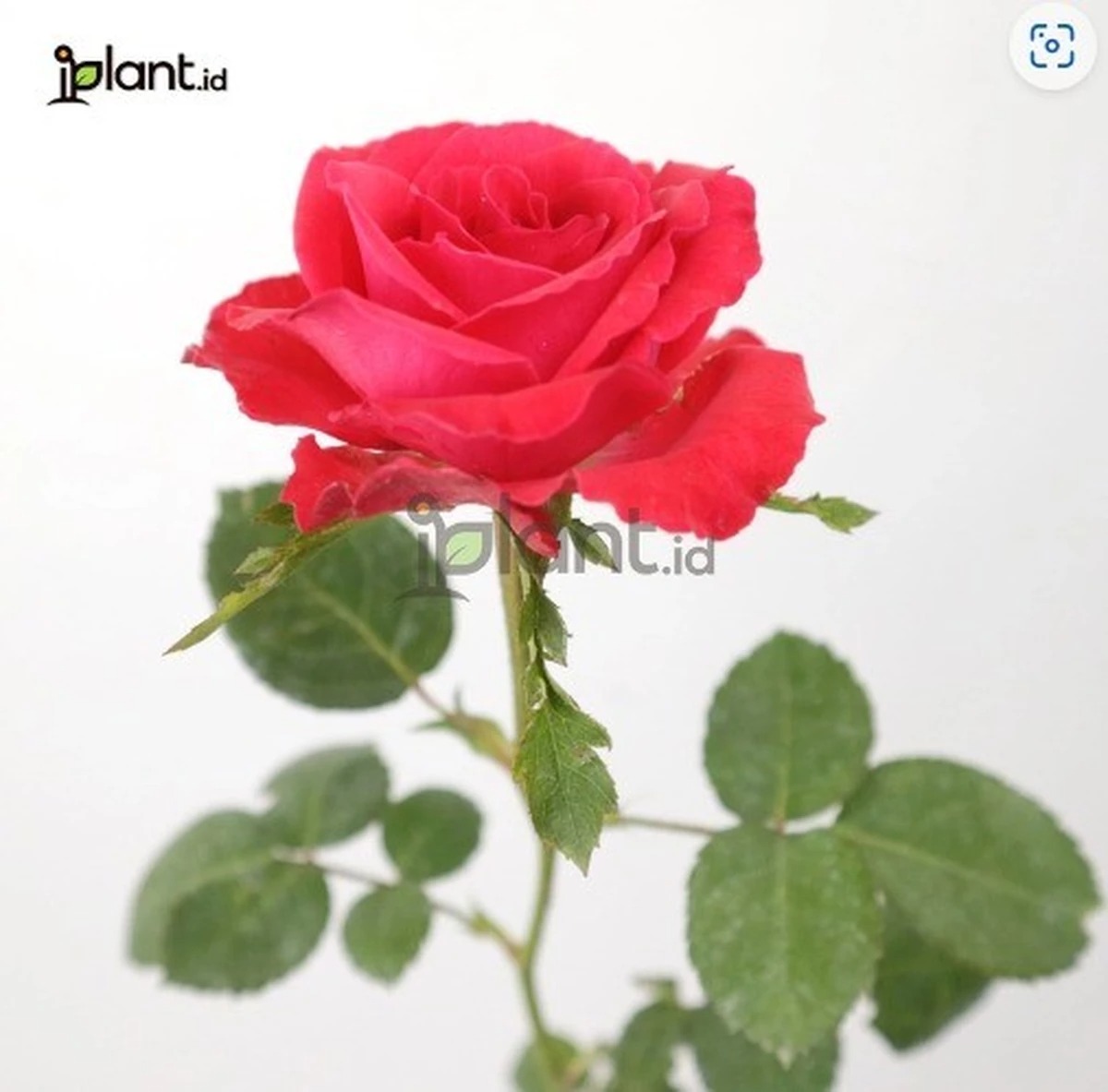 Mawar Tanpa Duri (Medium)