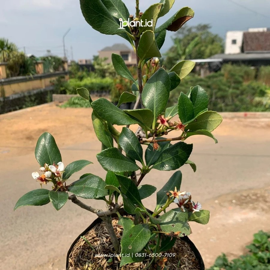 Raphiolepsis Indica
