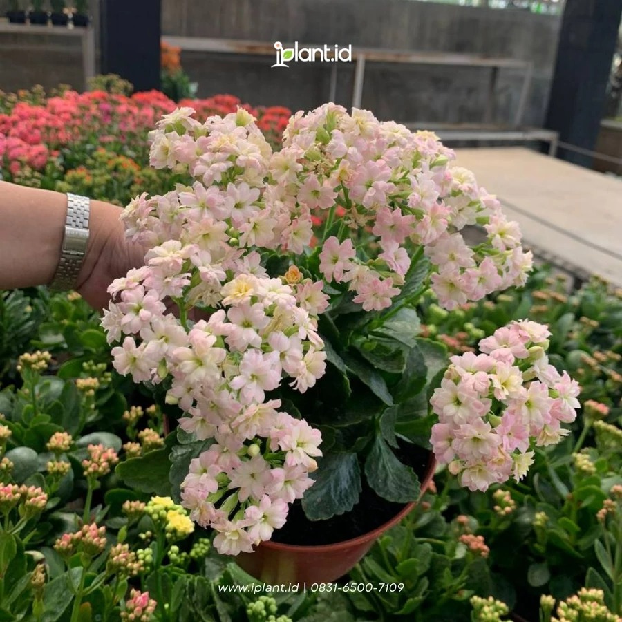 Cocor Bebek Baby Pink