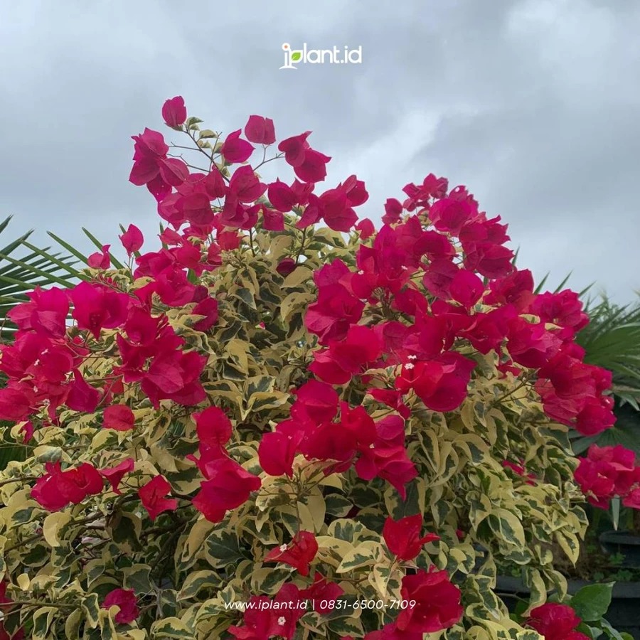 Bougenville Merah Variegata