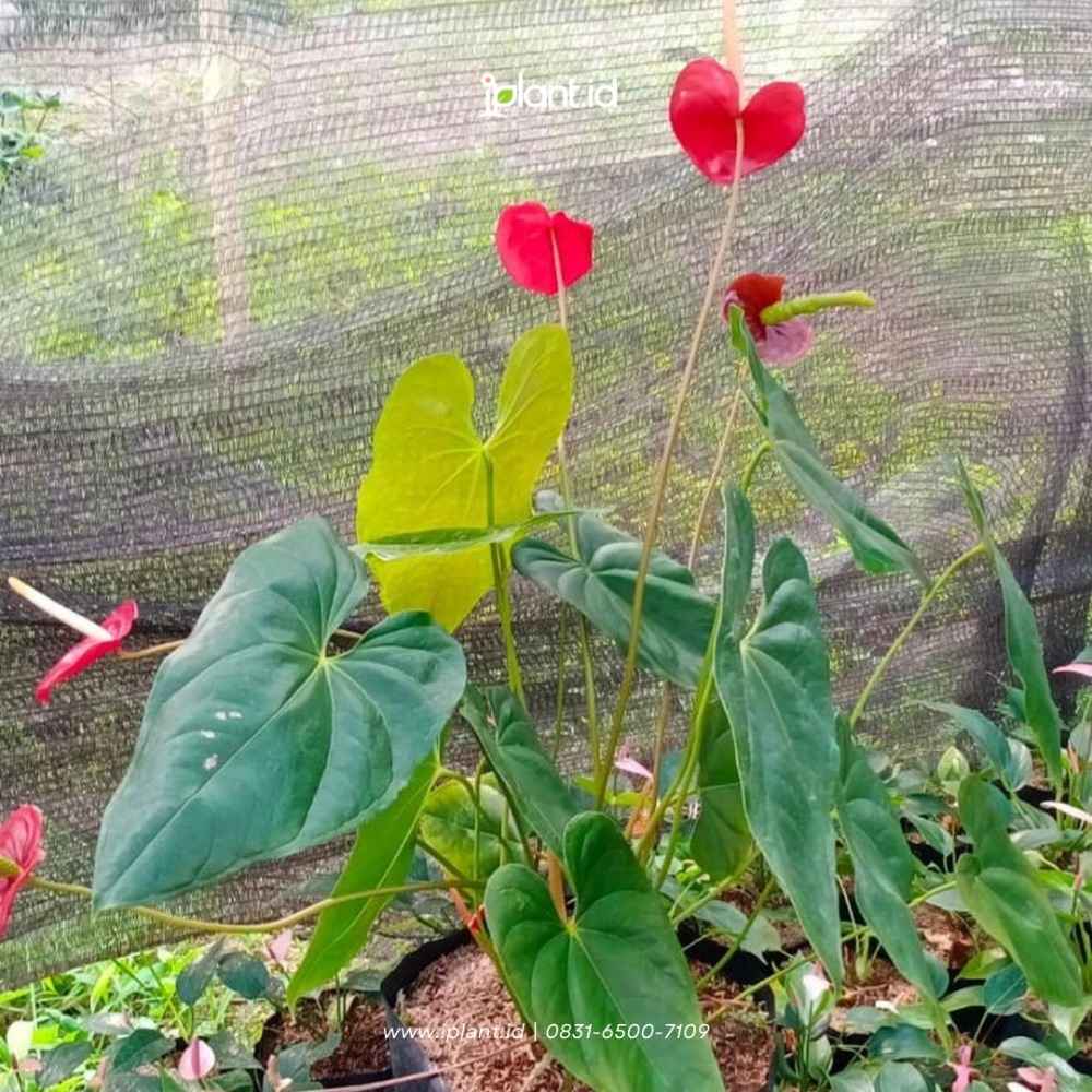 Anthurium Merah (Jumbo)