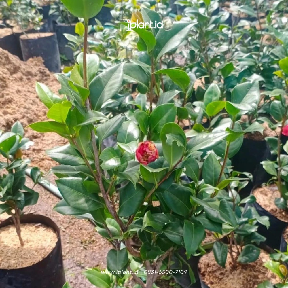 Camelia Pink (Medium)