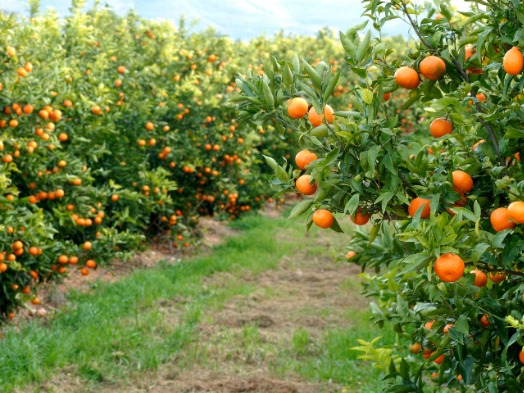 Jeruk Terserang Hama