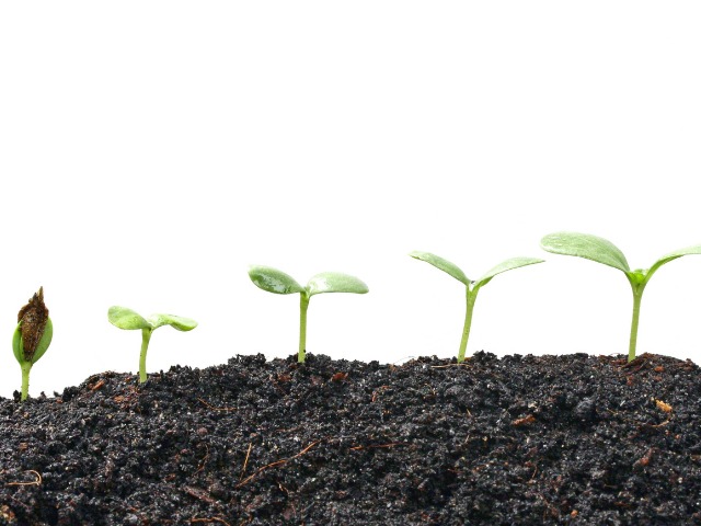 Cara Menyemai Benih Bunga Matahari