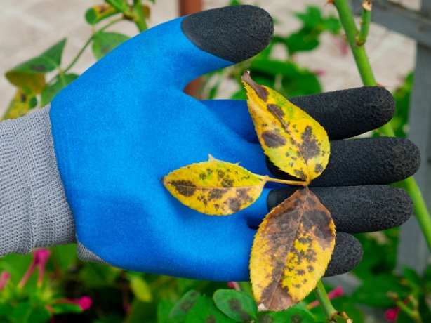 Pengendalian Penyakit Tanaman Mawar