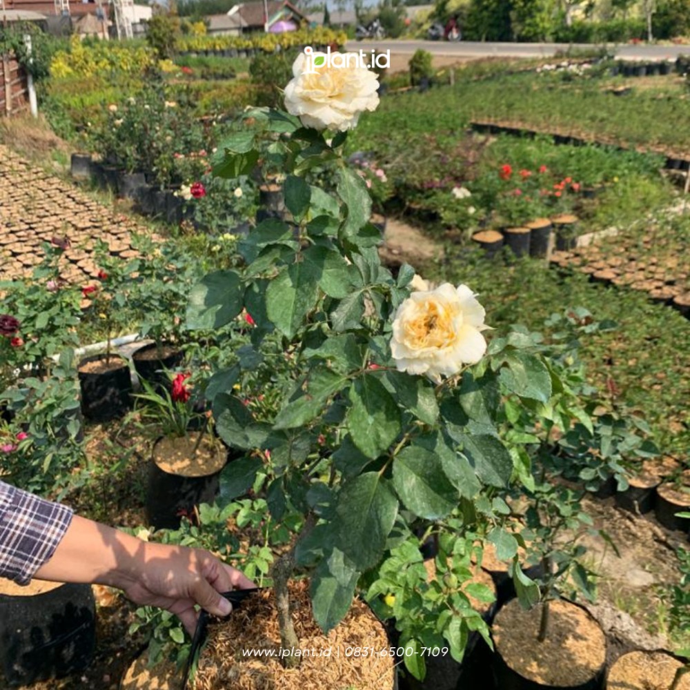 Mawar Ivory (Medium)