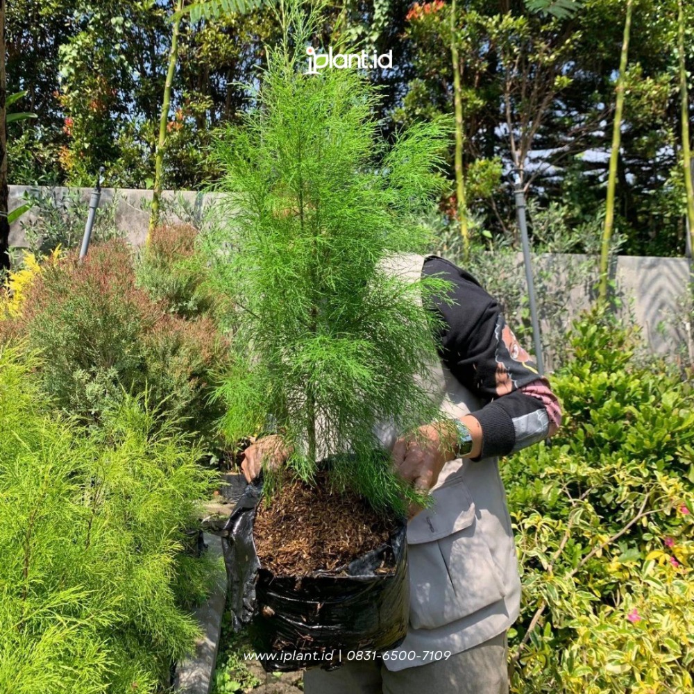 Cemara Balon (Medium)