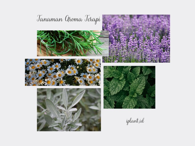 Tanaman Aromaterapi